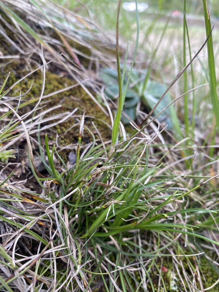 Dwarf Sedge from Cumberland Basin Road, Bristol, England, GB on April ...