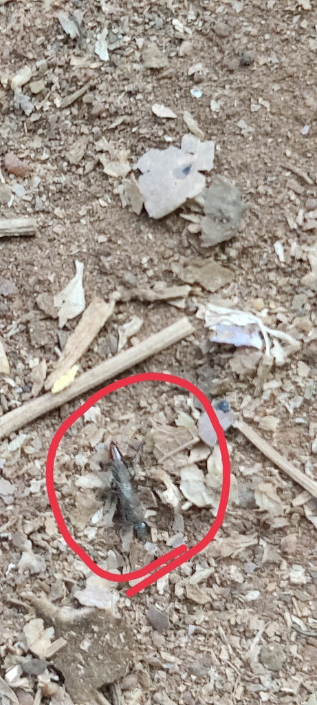 Hunting Billbug from RBI Layout, Phase 7, J. P. Nagar, Bengaluru ...