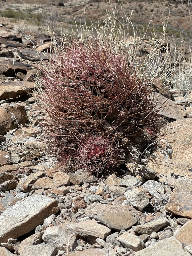 Turk's Head from Big Bend National Park, Brewster County, US-TX, US on ...