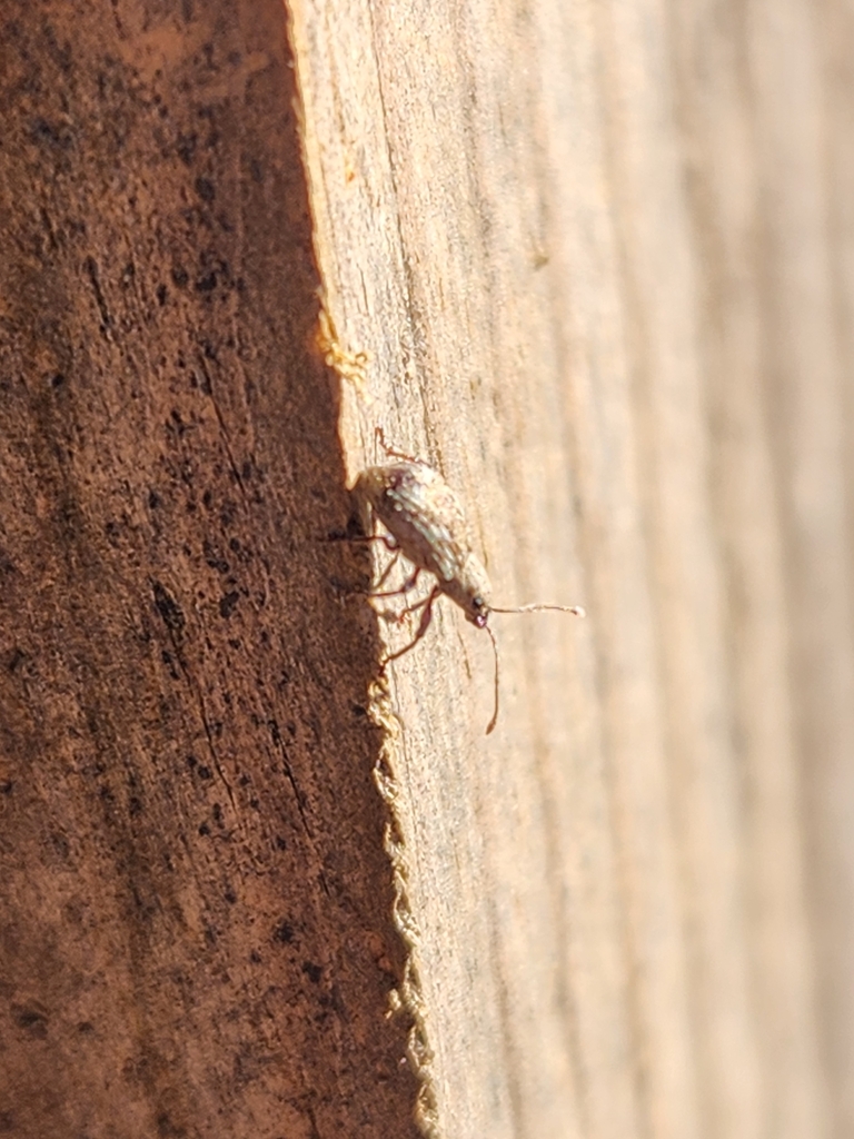 Peach Root Weevil from 522N - Red Cross, Virginia 22603, USA on April ...