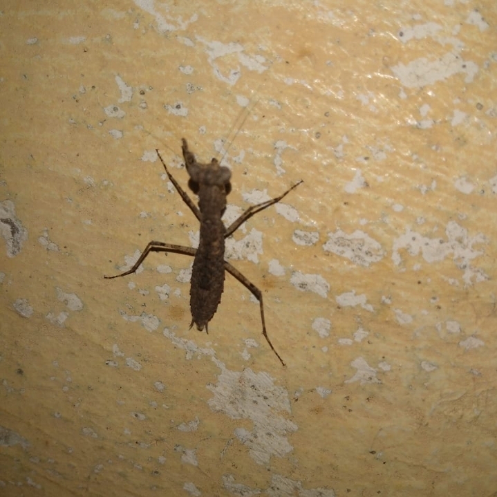 Gonypeta punctata from Q6HJ+VGR, Gundugolanu, Andhra Pradesh 534427 ...