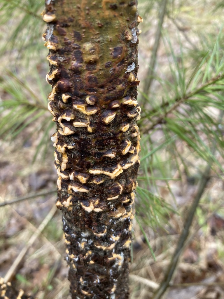 white pine blister rust from Simcoe County, ON, Canada on April 14 ...