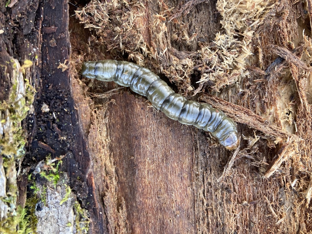 Insects in April 2024 by Stewart Blackwell. larva under Oak bark on ...