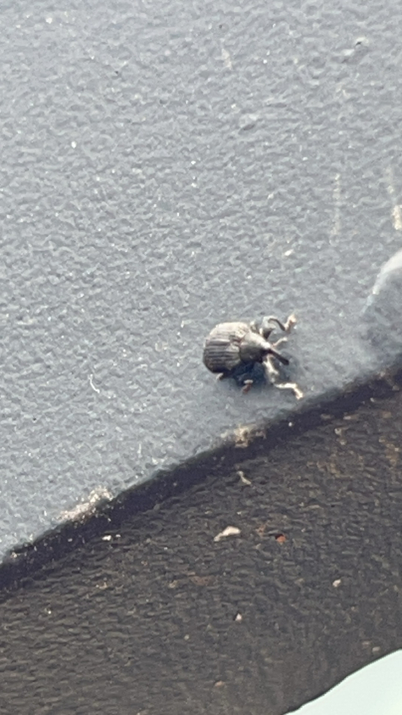 Yellow Poplar Weevil from Athens on April 14, 2024 at 01:18 PM by ...