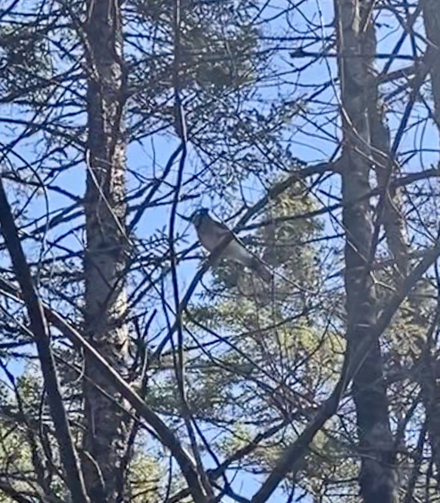 Blue Jay from Moose Bog Boardwalk, Bloomfield, VT, US on April 14, 2024 ...