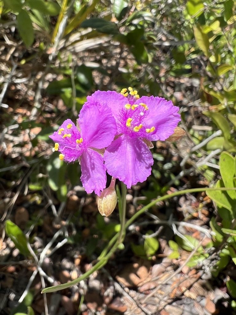 Scrub roseling from Florida State Parks, Sebring, FL, US on April 13 ...