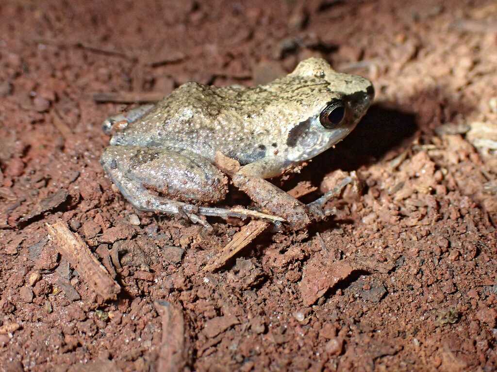 Screeching Frogs from Kadey, Kamerun on March 27, 2024 at 07:41 PM by ...