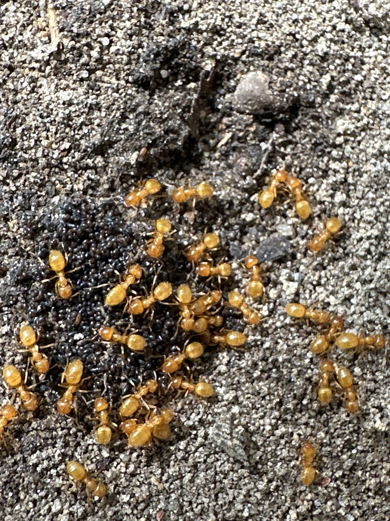 Citronella Ants from Arlington Forest Park, Arlington, VA, US on April ...