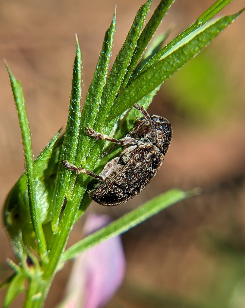 Cucujiform Beetles in April 2024 by Kristi Zoebelein · iNaturalist