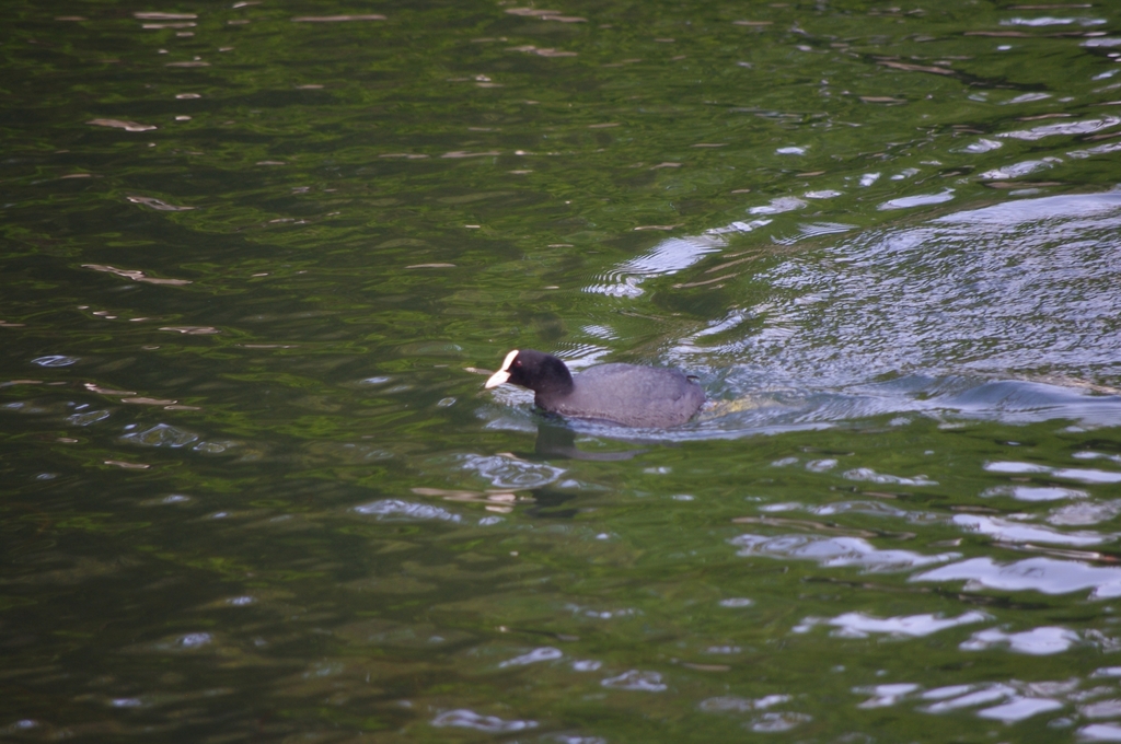 Eurasian Coot from Maple Court, 46 Maple Grove, Gateshead NE8 4SL, UK ...