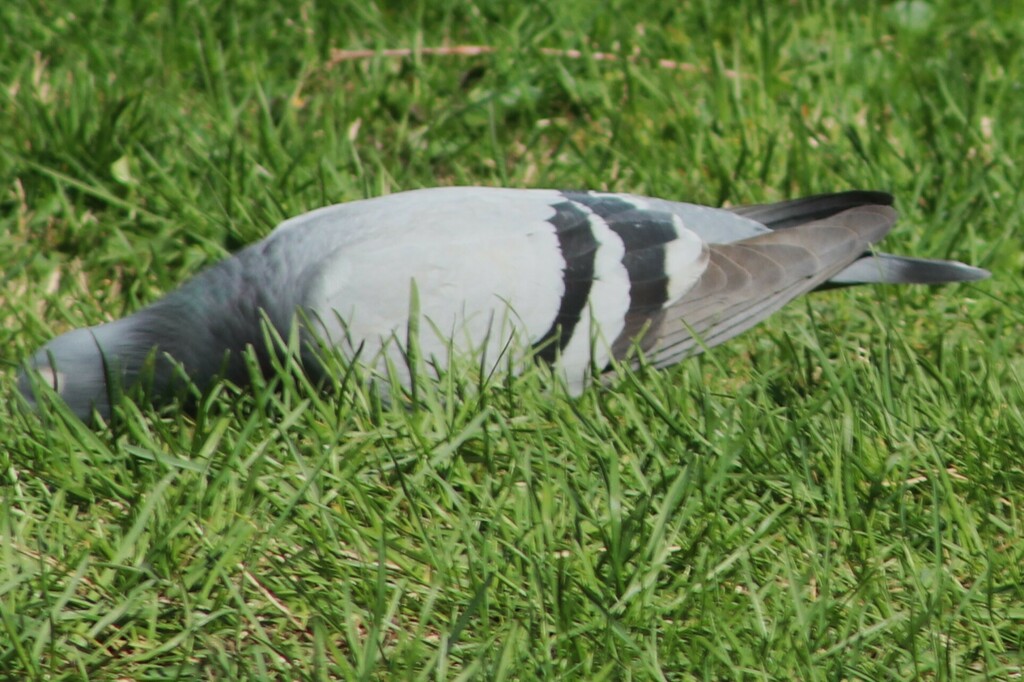 Feral Pigeon from Oil City, PA 16301, USA on April 14, 2024 at 02:22 PM ...