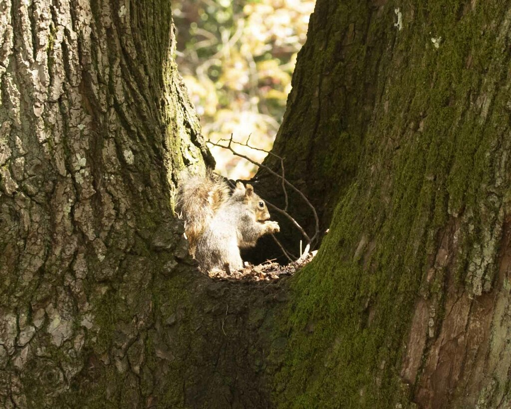 Fox Squirrel from Southeast Portland, Portland, OR, USA on April 14 ...