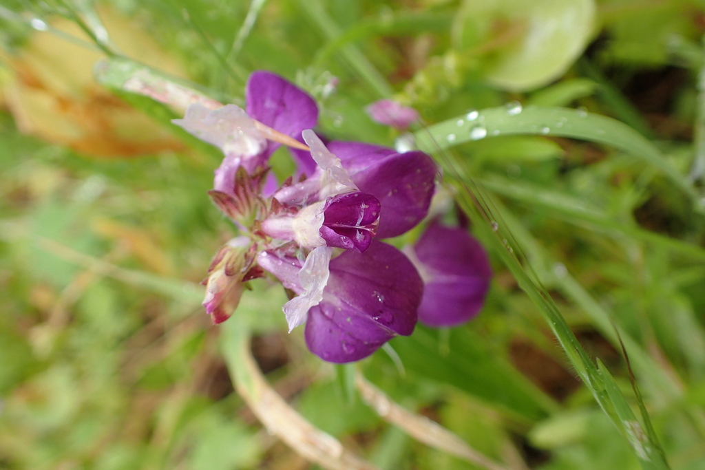 Purple Chinese Houses from Contra Costa County, CA, USA on April 14 ...