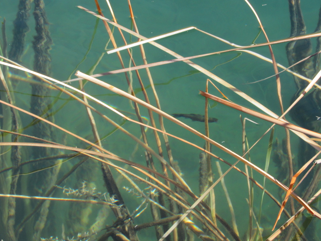 Mohave Tui Chub in April 2024 by Tadd Kraft · iNaturalist