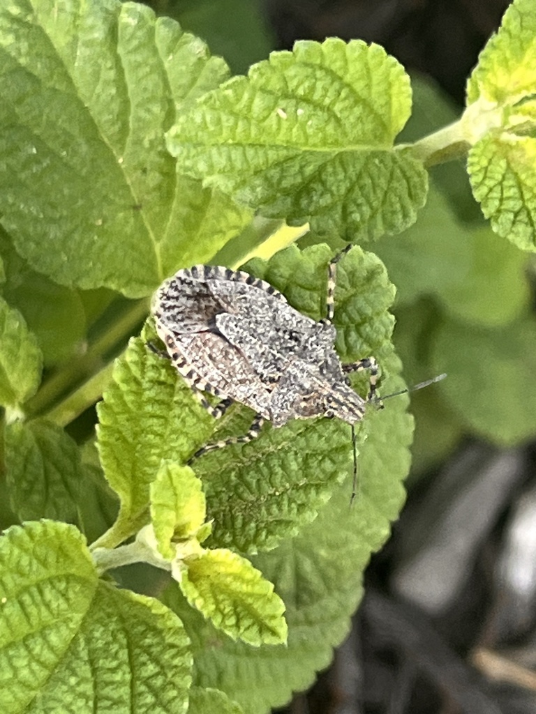 Rough Stink Bugs from Methodist Hospital Stone Oak, San Antonio, TX, US ...