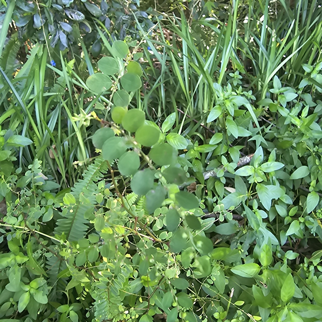 Mascarene Island leaf-flower from Nambour QLD 4560, Australia on April ...