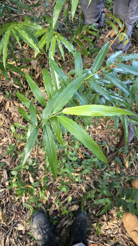 dwarf ginger from Maroochy - Nambour, AU-QL, AU on April 15, 2024 at 10 ...