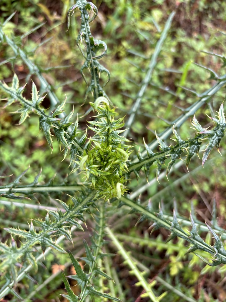 Plume Thistles from Tift County, GA, USA on April 9, 2024 at 08:20 PM by Heather Beasley ...