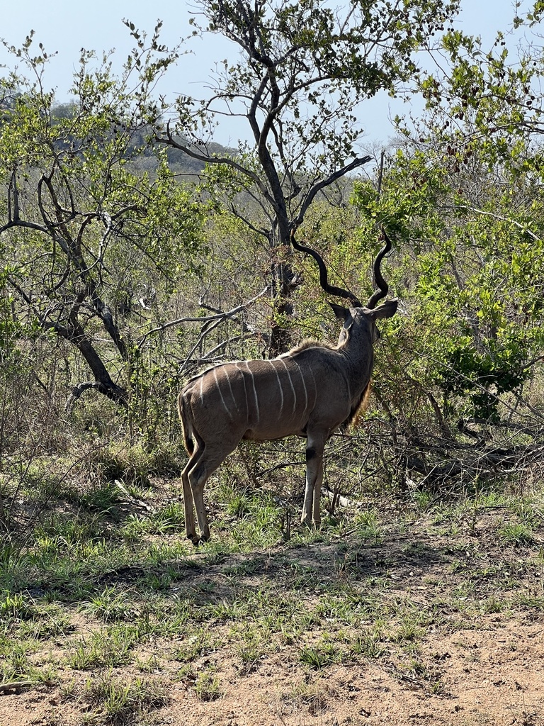 Southern Greater Kudu from Kruger National Park, MP, ZA on October 1 ...