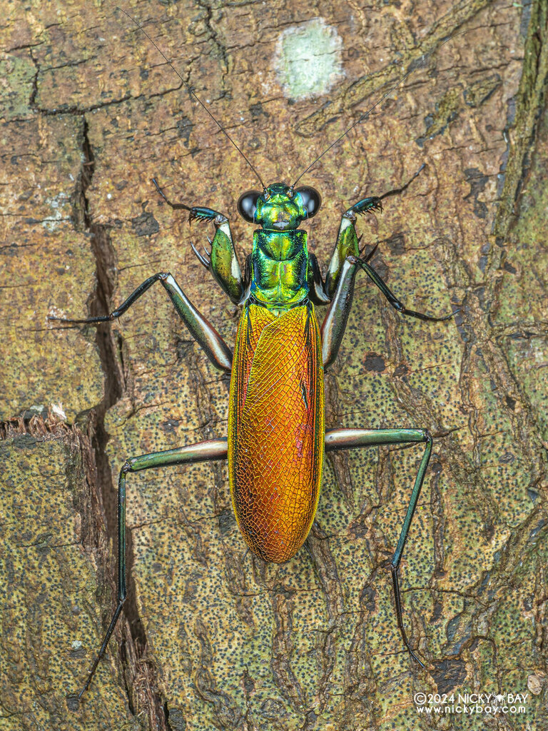 Iridescent Bark Mantis from Gunung Lambak, Gunung Lambak Recreational ...