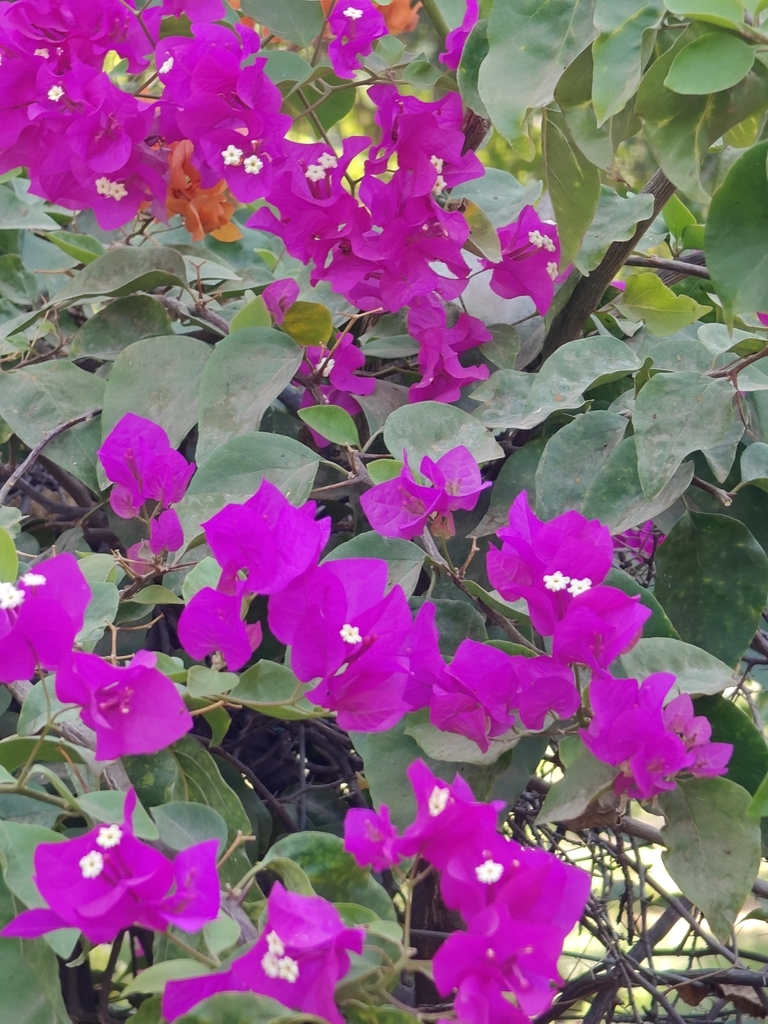 bougainvilleas from Mavalli, Bengaluru, Karnataka, India on April 15 ...