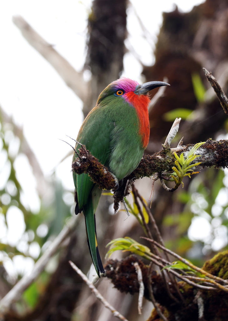 Red-bearded Bee-eater from Bukit Fraser, 49000 Bukit Fraser, Pahang ...
