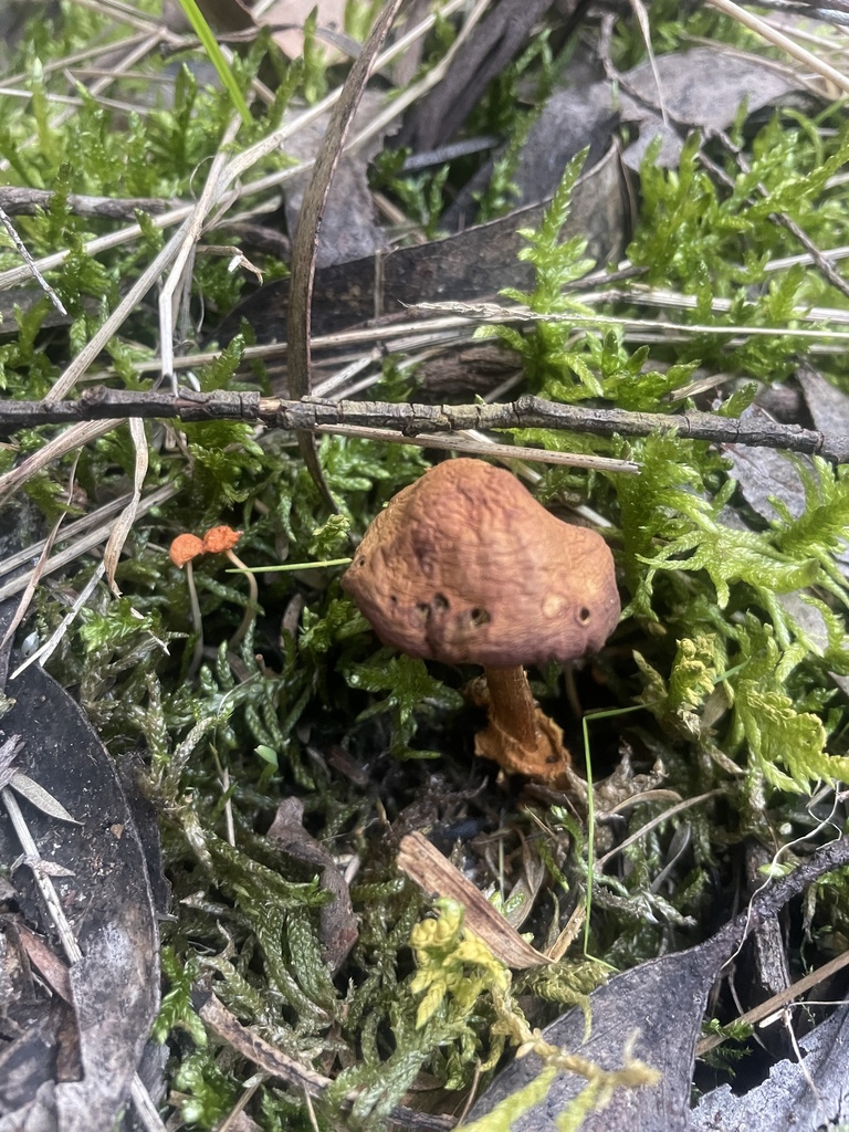 Descolea recedens from Sir Frank Walford Park, Katoomba, NSW, AU on ...