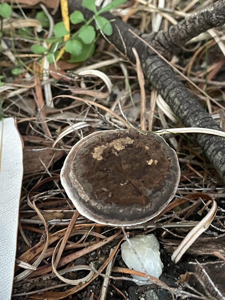 red-staining stalked polypore from Sublime Point Rd, Leura, NSW, AU on ...