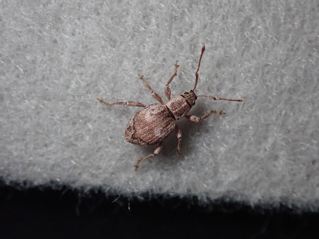 obscure root weevil from Nehalem, OR, US on April 12, 2024 at 09:33 PM by Mason Maron · iNaturalist