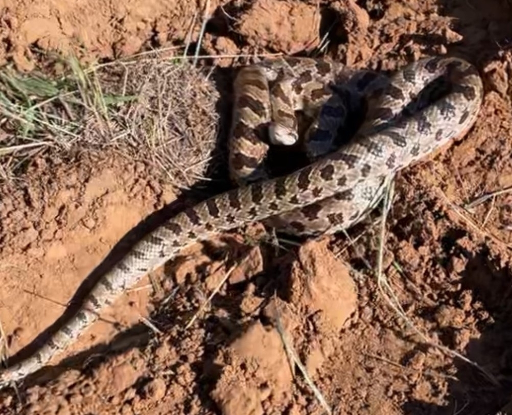 Prairie Kingsnake from Nocona, TX 76255, USA by Meg Ramsey · iNaturalist