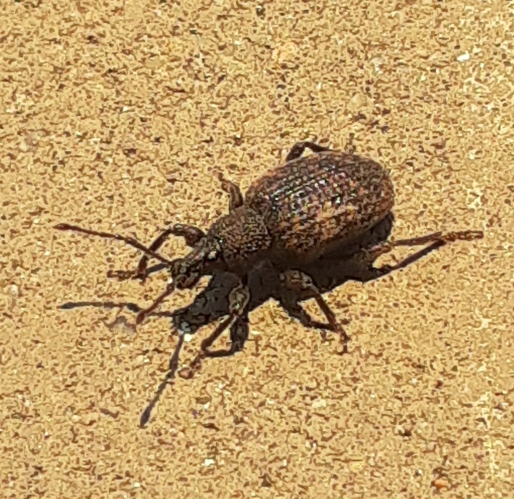 Black Vine Weevil from Oakland County, US-MI, US on April 15, 2024 at ...
