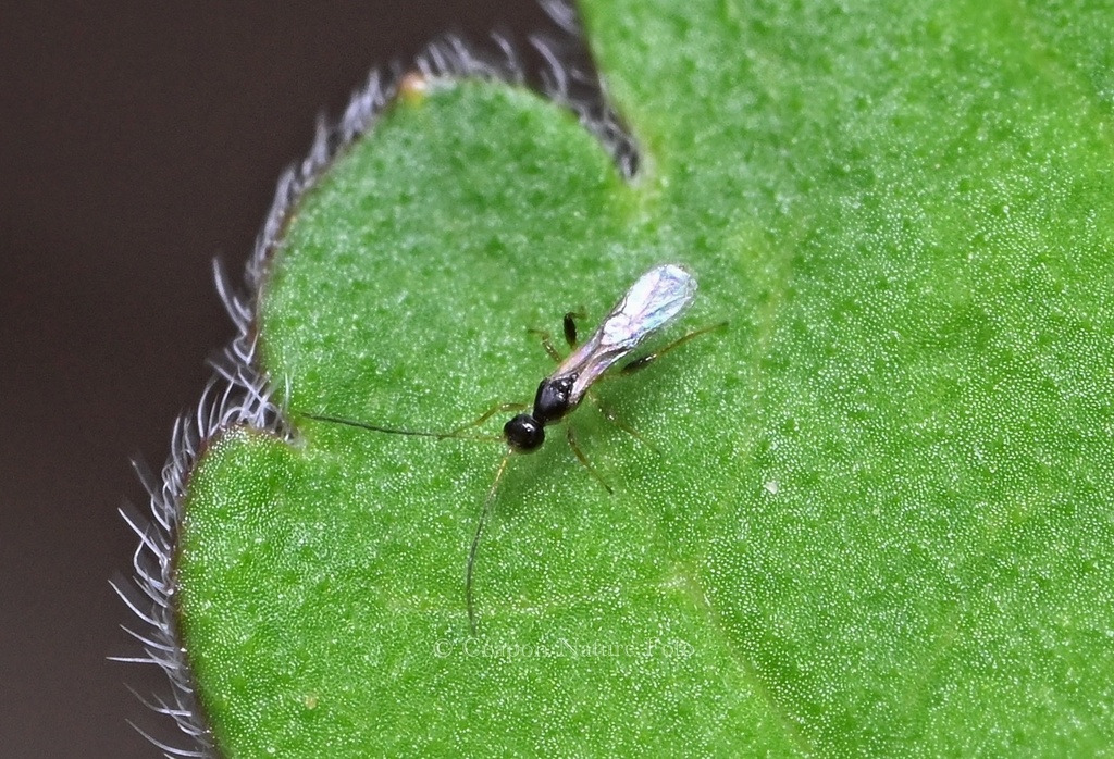 Narrow-waisted Wasps, Ants, and Bees from 烟台昆嵛山国家森林公园, 烟台市, 山东省, CN on ...