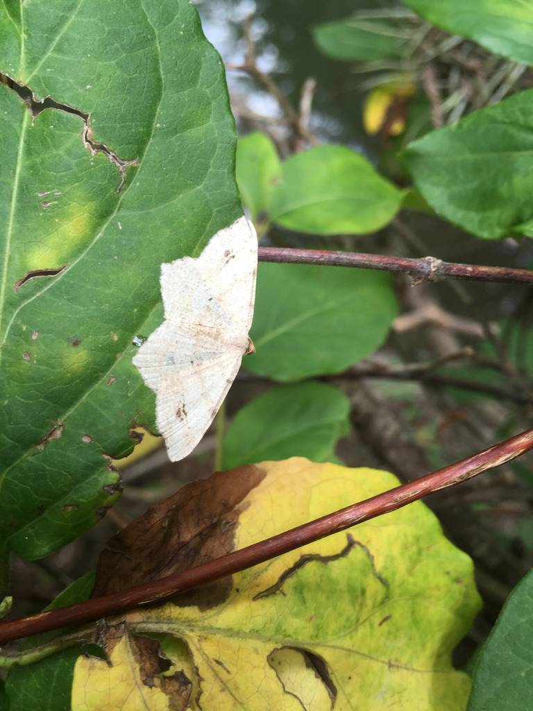 Geometer Moths from Boerne City Park, Boerne, TX, US on May 13, 2016 at ...