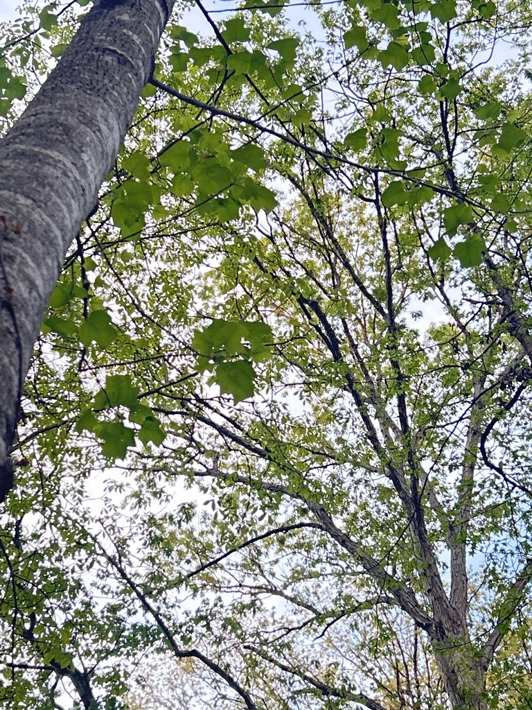tulip tree from Cypress Dr, Jefferson, GA, US on April 14, 2024 at 07: ...
