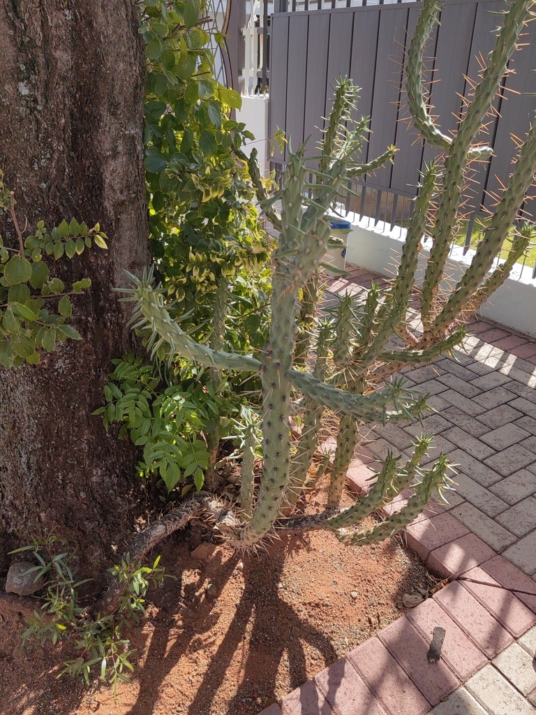 Eve's Needle Cactus on April 15, 2024 at 02:03 PM by Andile Madela ...