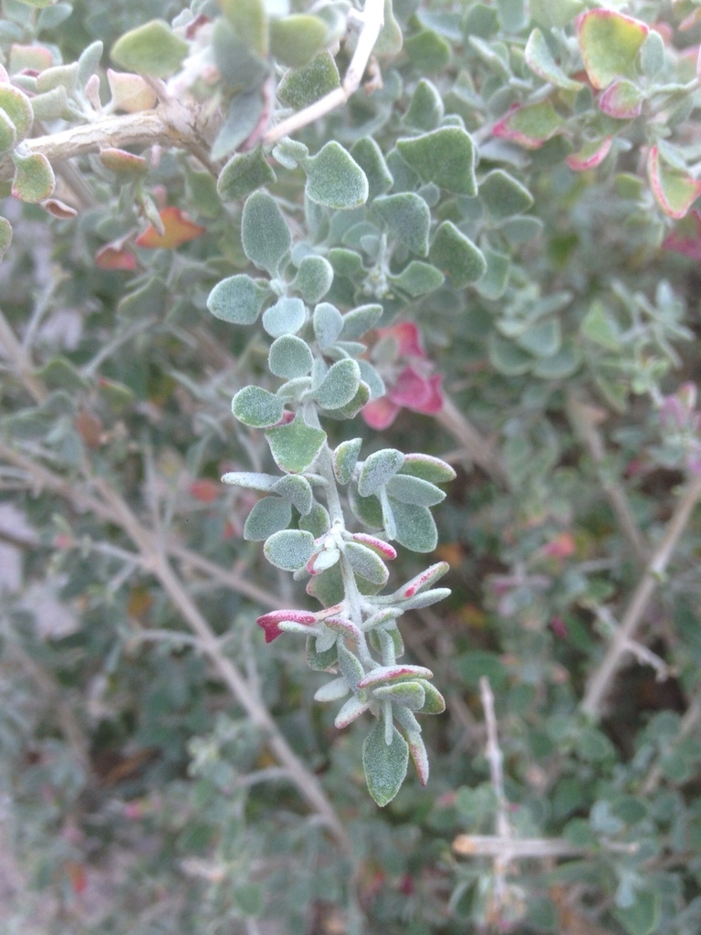 Hedge Salt-bush from 4 Epson Road, Southern Suburbs, WC, ZA on April 28 ...