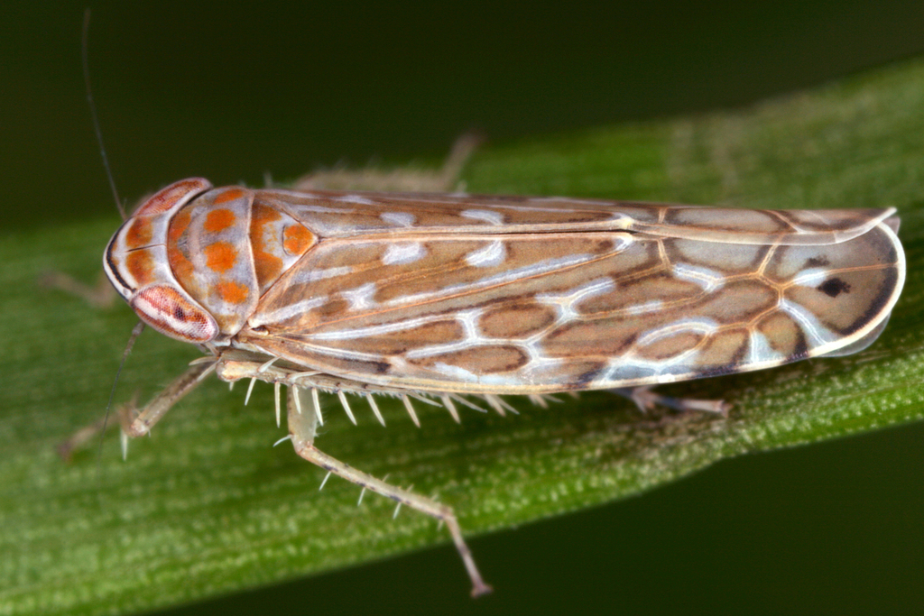 Paralimnus phragmitis from Leibnitz, Österreich on July 9, 2007 at 10: ...