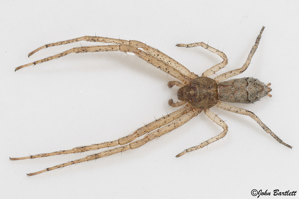 Octopus Spiders in April 2024 by backyardmacrophotos · iNaturalist