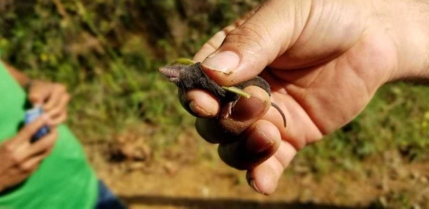 Honduran Small-eared Shrew from Lepaera, Lempira, Honduras on April 1 ...
