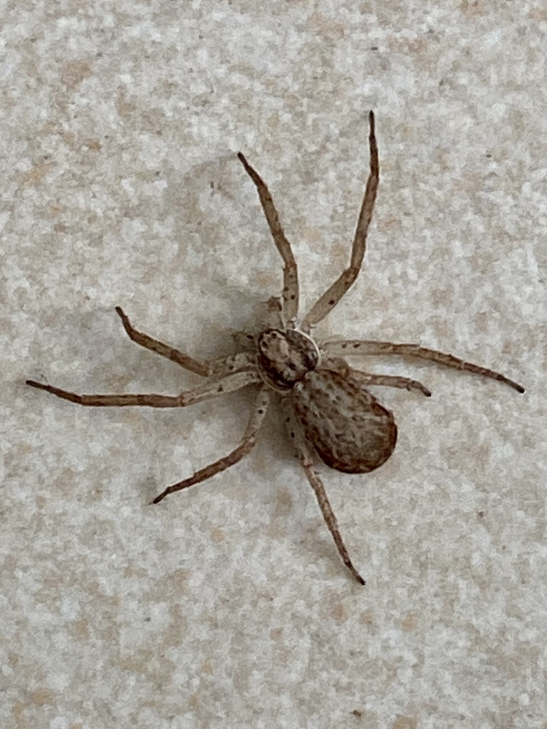 Eurasian Running Crab Spider from Friedrich-Ebert-Straße, Stuttgart ...