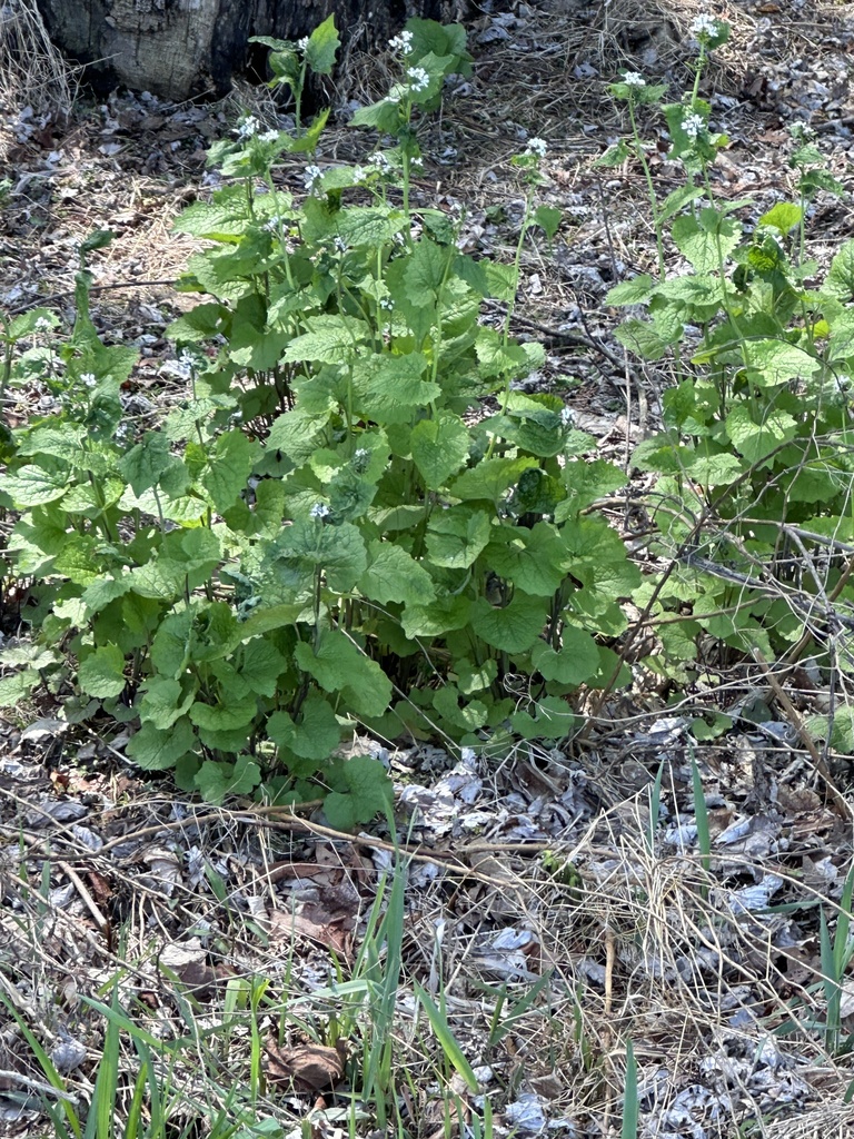 dicots from W Baltimore Pike, Lincoln University, PA, US on April 15 ...