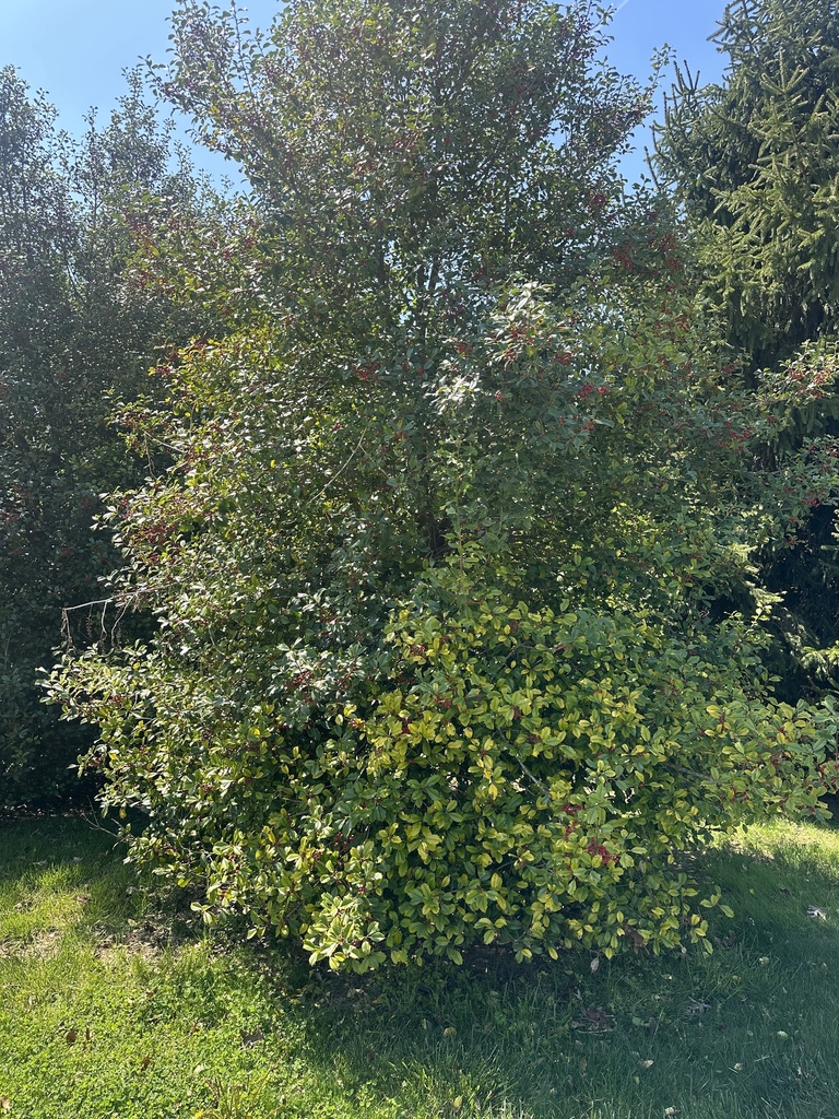 hollies from Lincoln University, Lincoln University, PA, US on April 15 ...