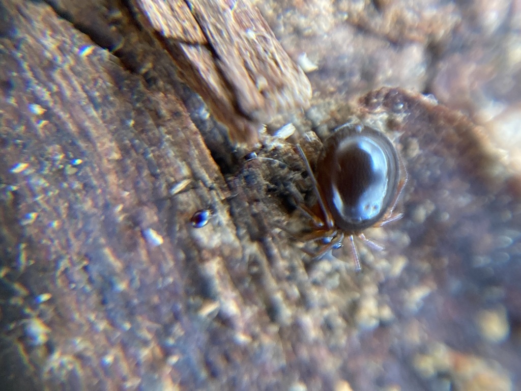 Crustulina from Simcoe County, ON, Canada on April 14, 2024 at 03:04 PM ...