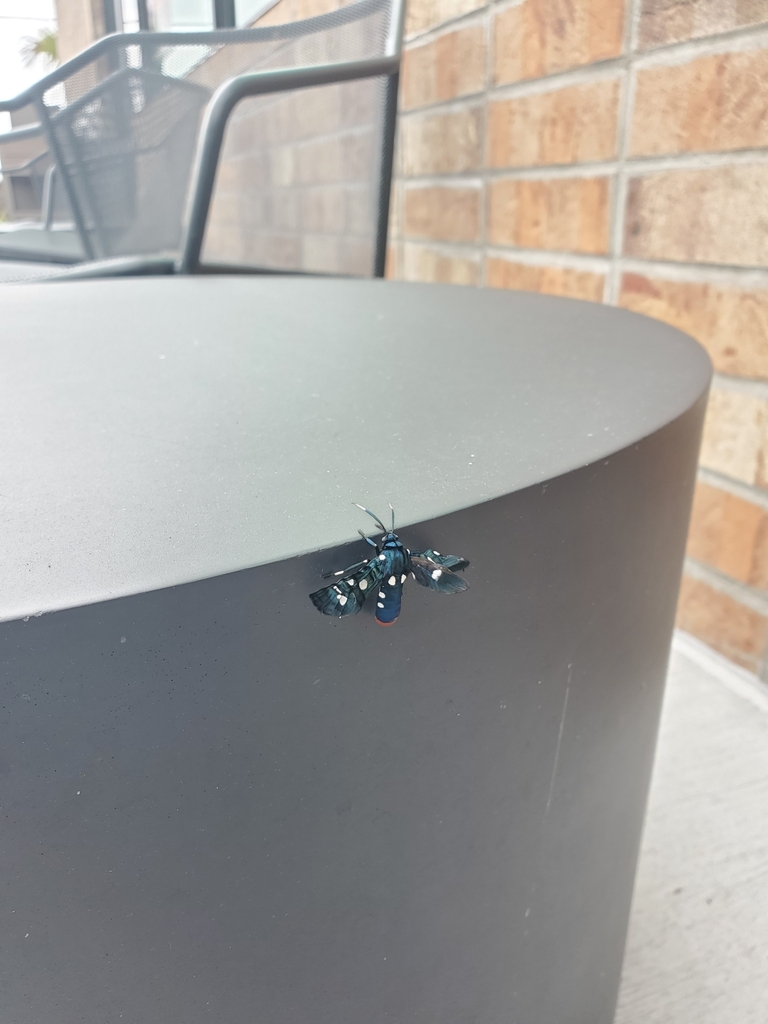 Polka-Dot Wasp Moth from Glencoe, FL, USA on March 24, 2024 at 12:17 PM ...
