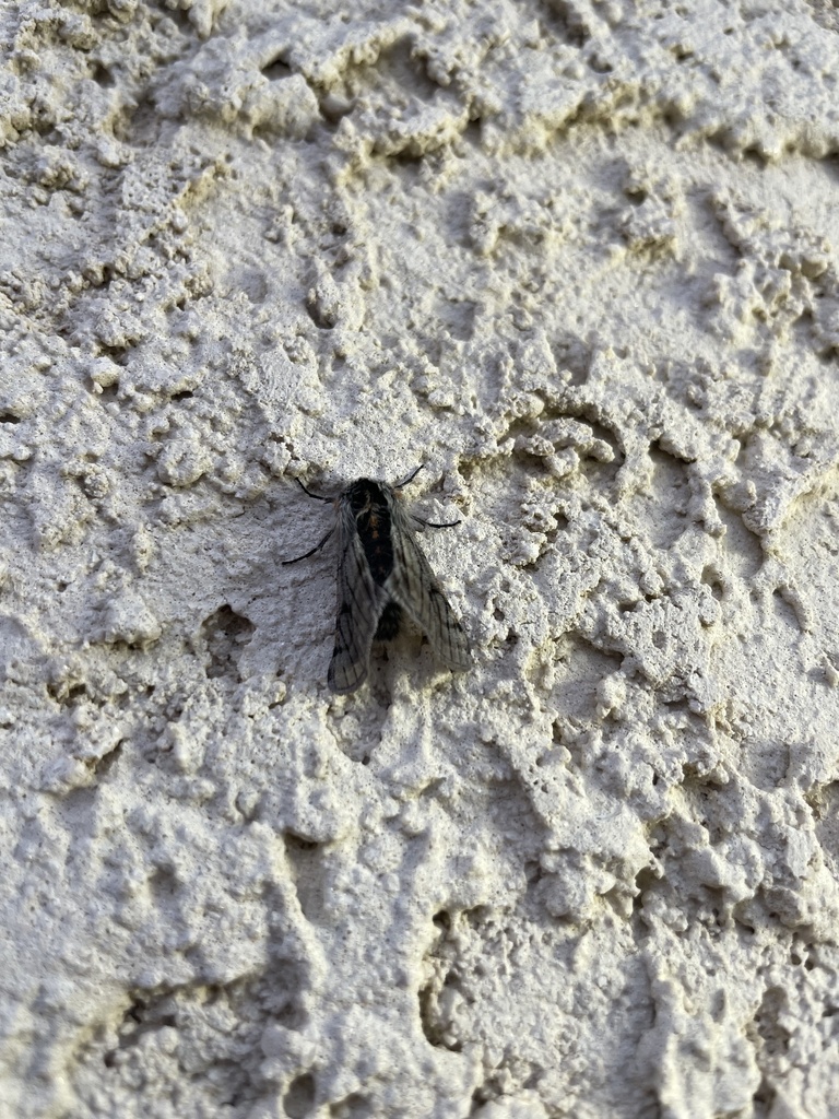 Twilight Moth from Rolling Range Pl, Cochrane, AB, CA on April 15, 2024 ...