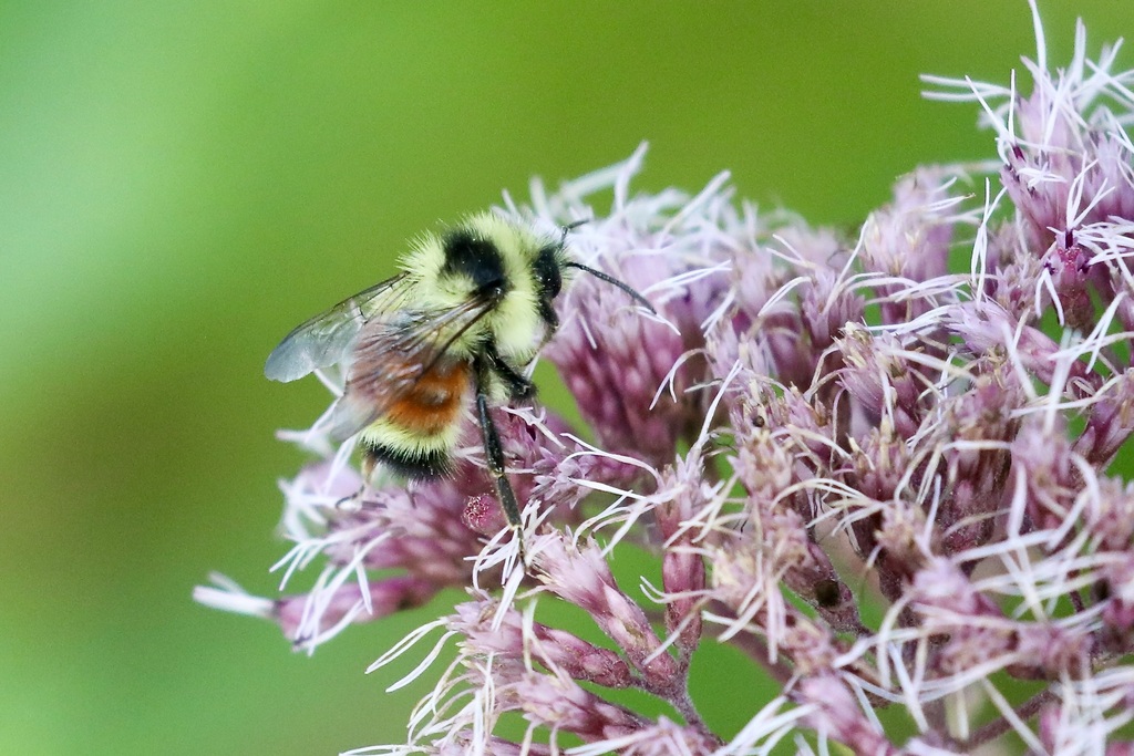 Tricolored Bumble Bee in September 2023 by marthar · iNaturalist