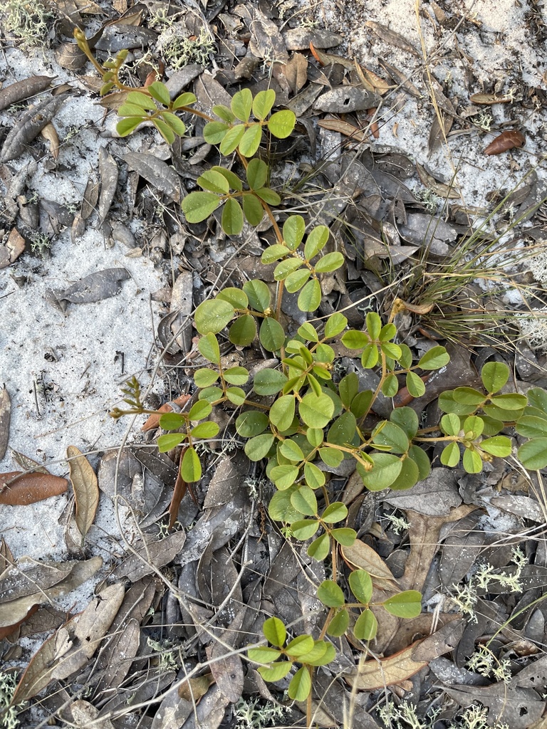 Scurf Hoarypea from Allen David Broussard Catfish Creek Preserve State ...