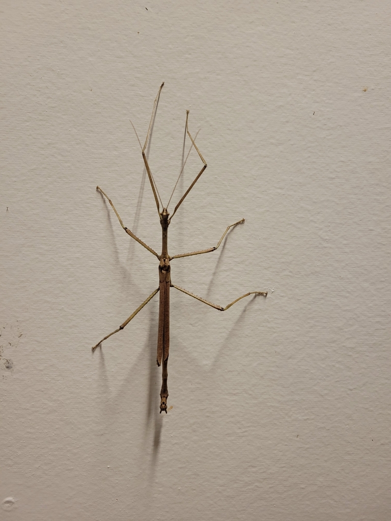 tessellated stick insect from Horseshoe Bay Rd at Heath Street ...