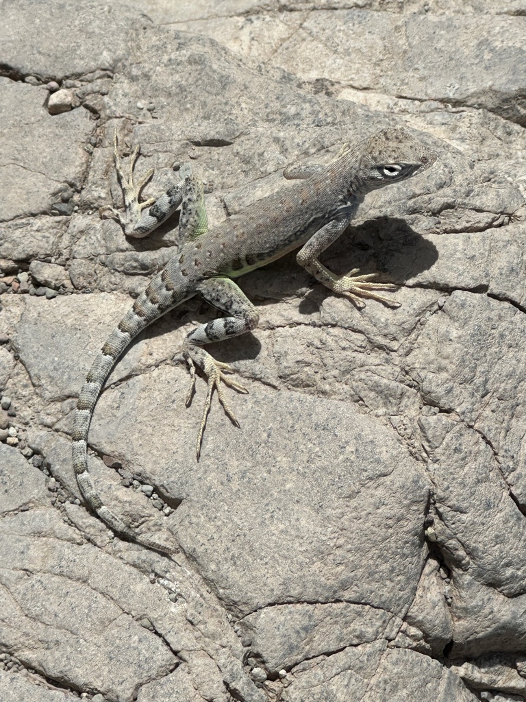 Greater Earless Lizard from Big Bend National Park, Alpine, TX, US on ...
