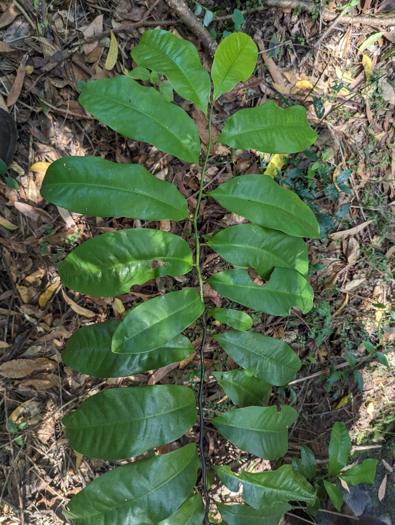 Bolwarra from Wahroonga NSW 2076, Australia on April 16, 2024 at 10:50 ...